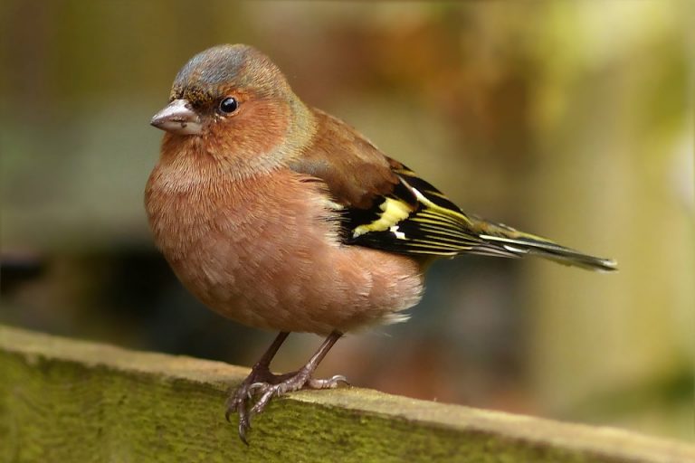 What do Chaffinches Eat? - Garden Bird Feeder