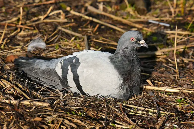 Do Pigeons Mate for Life? - Garden Bird Feeder