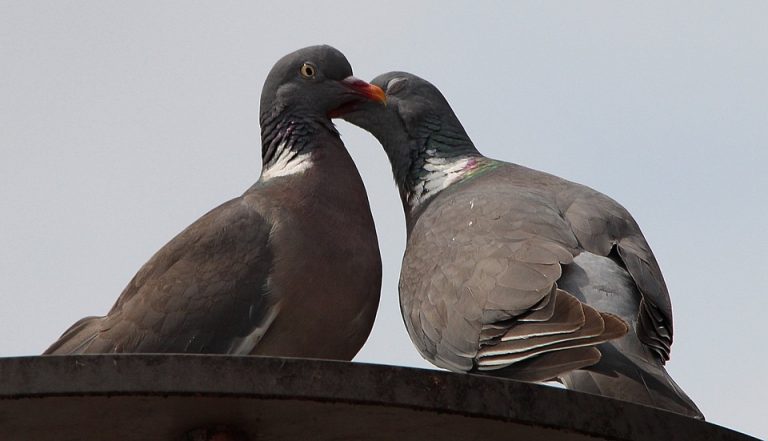 Do Pigeons Mate for Life? - Garden Bird Feeder