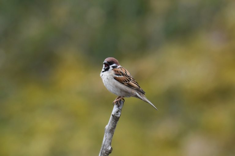 What do Sparrows Eat? - Garden Bird Feeder