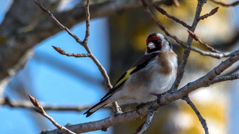 What do Goldfinches Eat? - Garden Bird Feeder