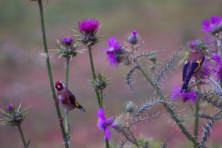 What do Goldfinches Eat? - Garden Bird Feeder