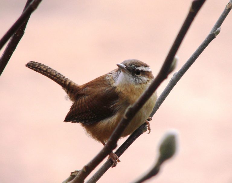Where Do Wrens Build Their Nests Garden Bird Feeder where-do-wrens-build-their-nests-garden-bird-feeder