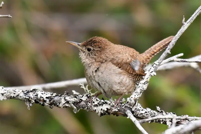 What do Wrens Eat? - Garden Bird Feeder