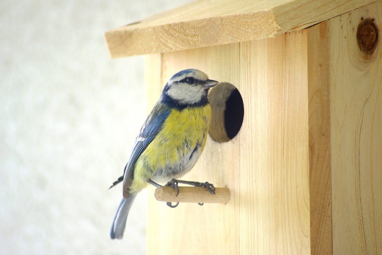 Best Nesting Box for Blue Tits - Garden Bird Feeder