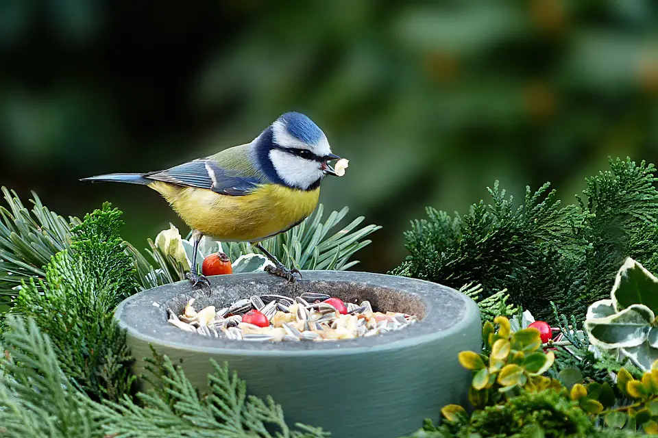 Do Birds Eat Grapes? - Garden Bird Feeder