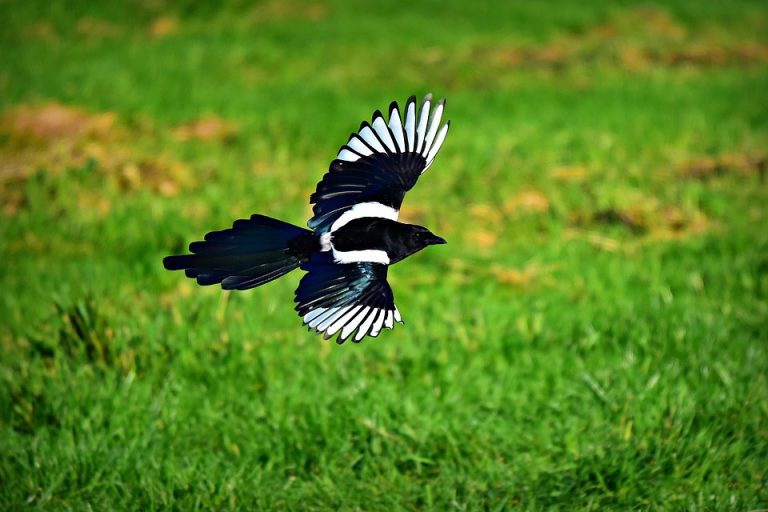 Are Magpies Lucky or Unlucky? - Garden Bird Feeder