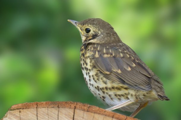 What Do Thrushes Eat? - Garden Bird Feeder