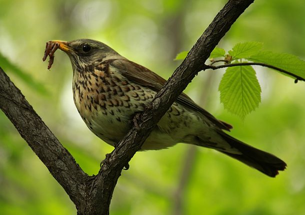 Do Thrushes Migrate? - Garden Bird Feeder