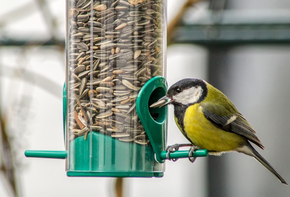 How To Stop Bird Seed From Germinating - Garden Bird Feeder