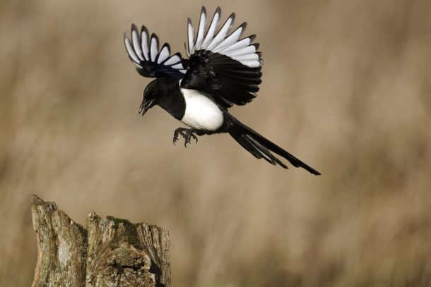 Are Magpies Attracted to Shiny Things - Garden Bird Feeder