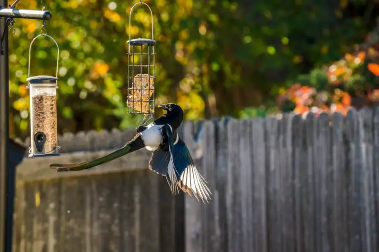 What Do Magpies Eat - Garden Bird Feeder