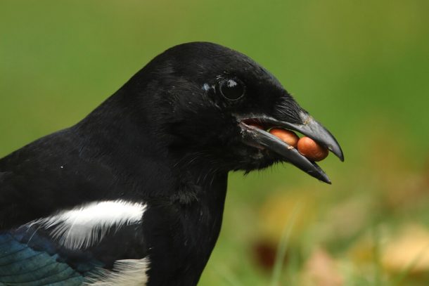 What Do Magpies Eat - Garden Bird Feeder