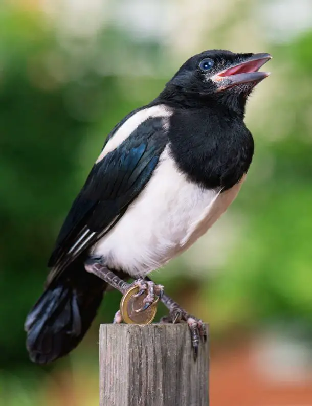 Are Magpies Attracted to Shiny Things - Garden Bird Feeder