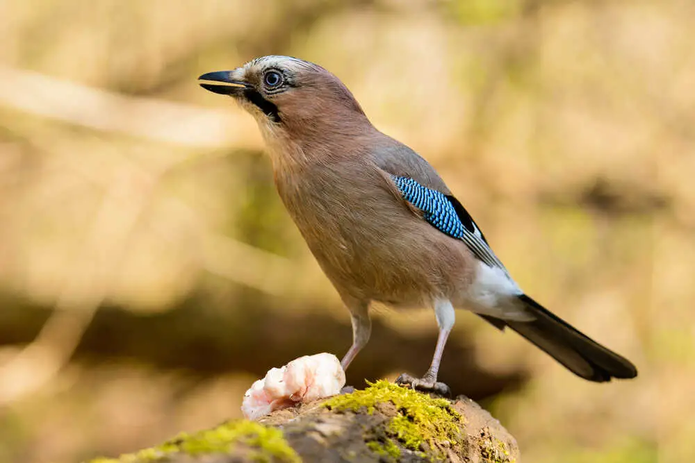 Which Birds are Corvids - Garden Bird Feeder