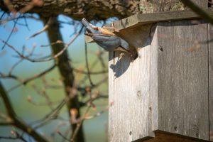 Should You Clean Bird Boxes and When to do it - Garden Bird Feeder
