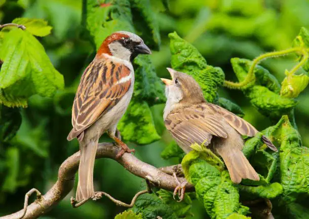 Difference Between House Sparrow & Tree Sparrow - Garden Bird Feeder