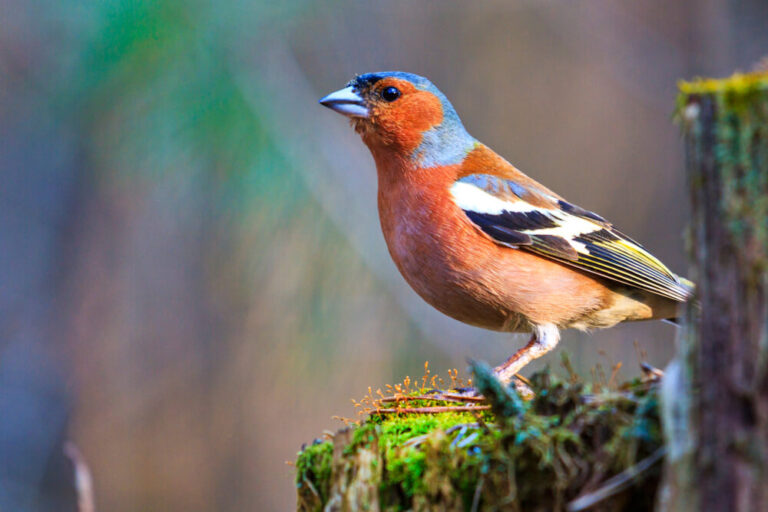 Which Birds are Territorial - Garden Bird Feeder
