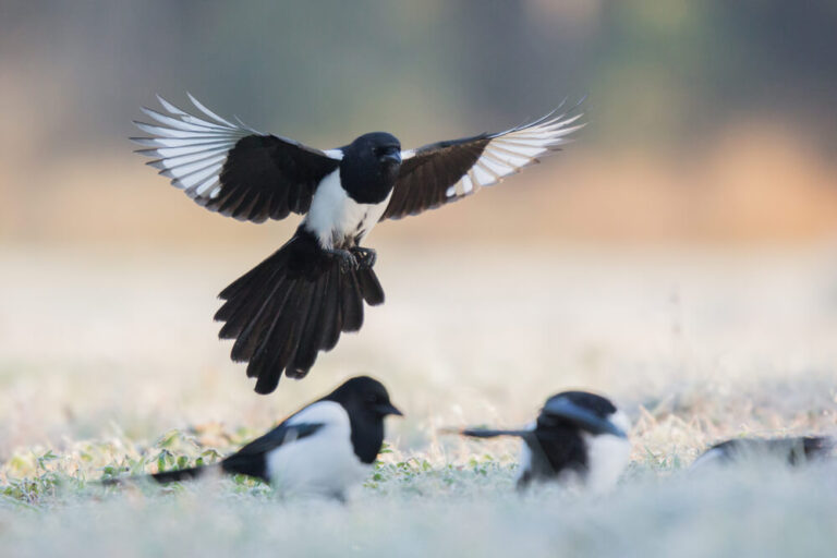 Which Birds are Territorial - Garden Bird Feeder